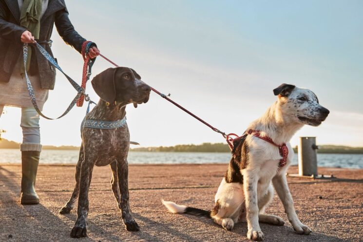 What Type of Leash Is Best for Big Dogs - 2024 Guide - Pixel Dimes